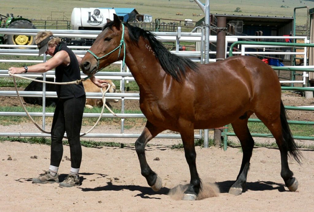 - Save the Wild Horses - Front Range Equine Rescue