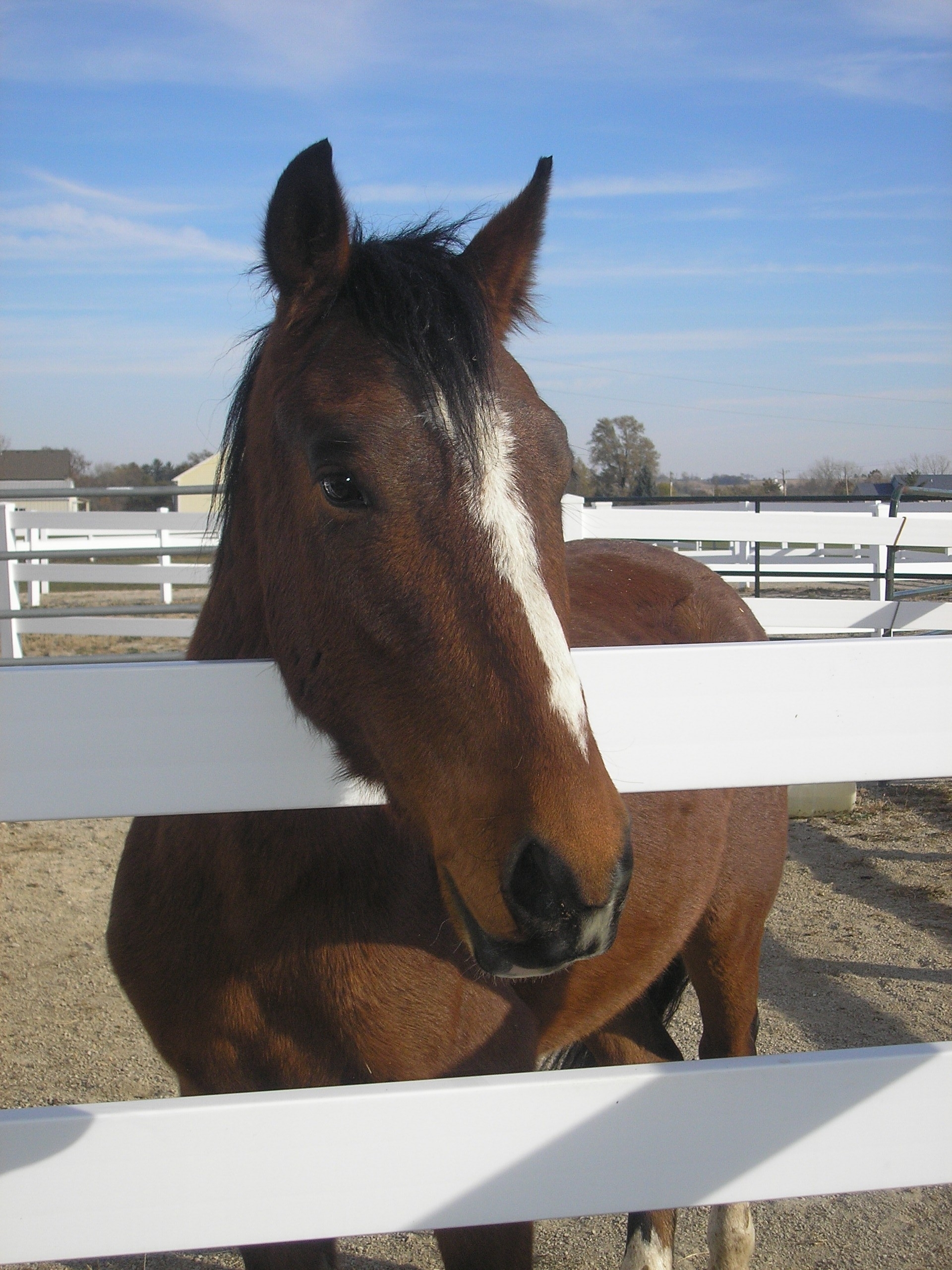 Horse Adoption Program - Front Range Equine Rescue
