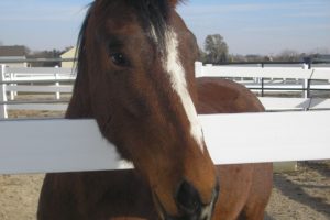 Front Range Equine Rescue - Horse Rescue Organization