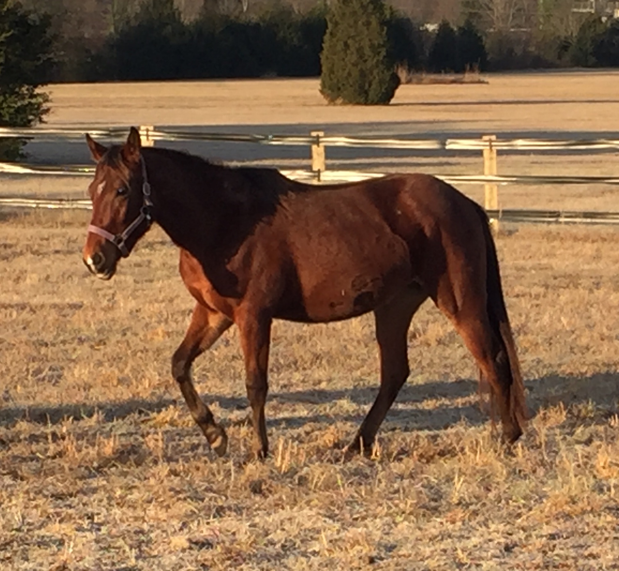 Jasmine - Other Rescue Horse Success Story - Front Range Equine Rescue