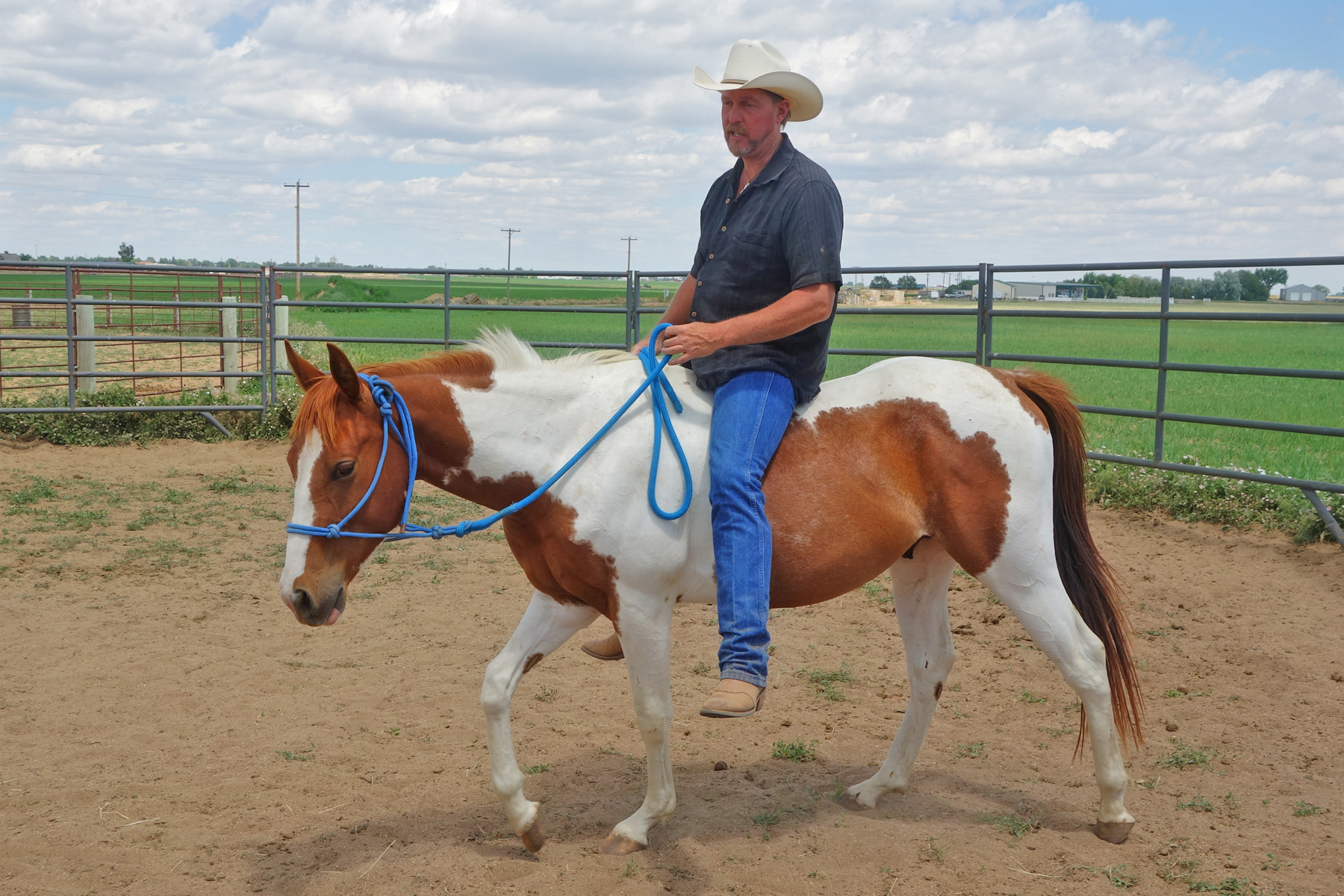 Mick (ADOPTED) - Colorado Rescue Horse Success Story - Front Range ...