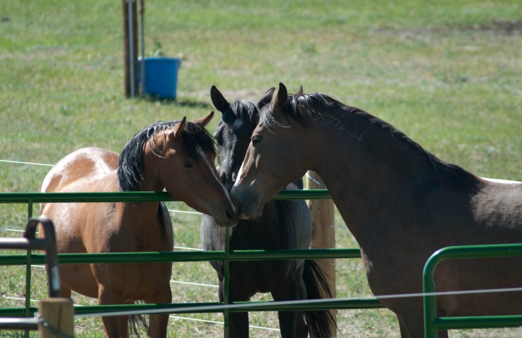 Horse Slaughter Victory! - Front Range Equine Rescue