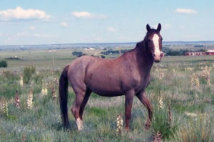 Front Range Equine Rescue - Horse Rescue Organization