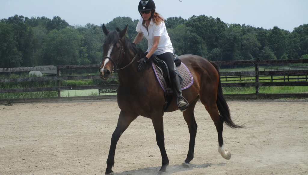 Front Range Equine Rescue - Horse Rescue Organization