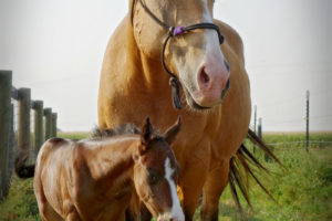 Front Range Equine Rescue - Horse Rescue Organization