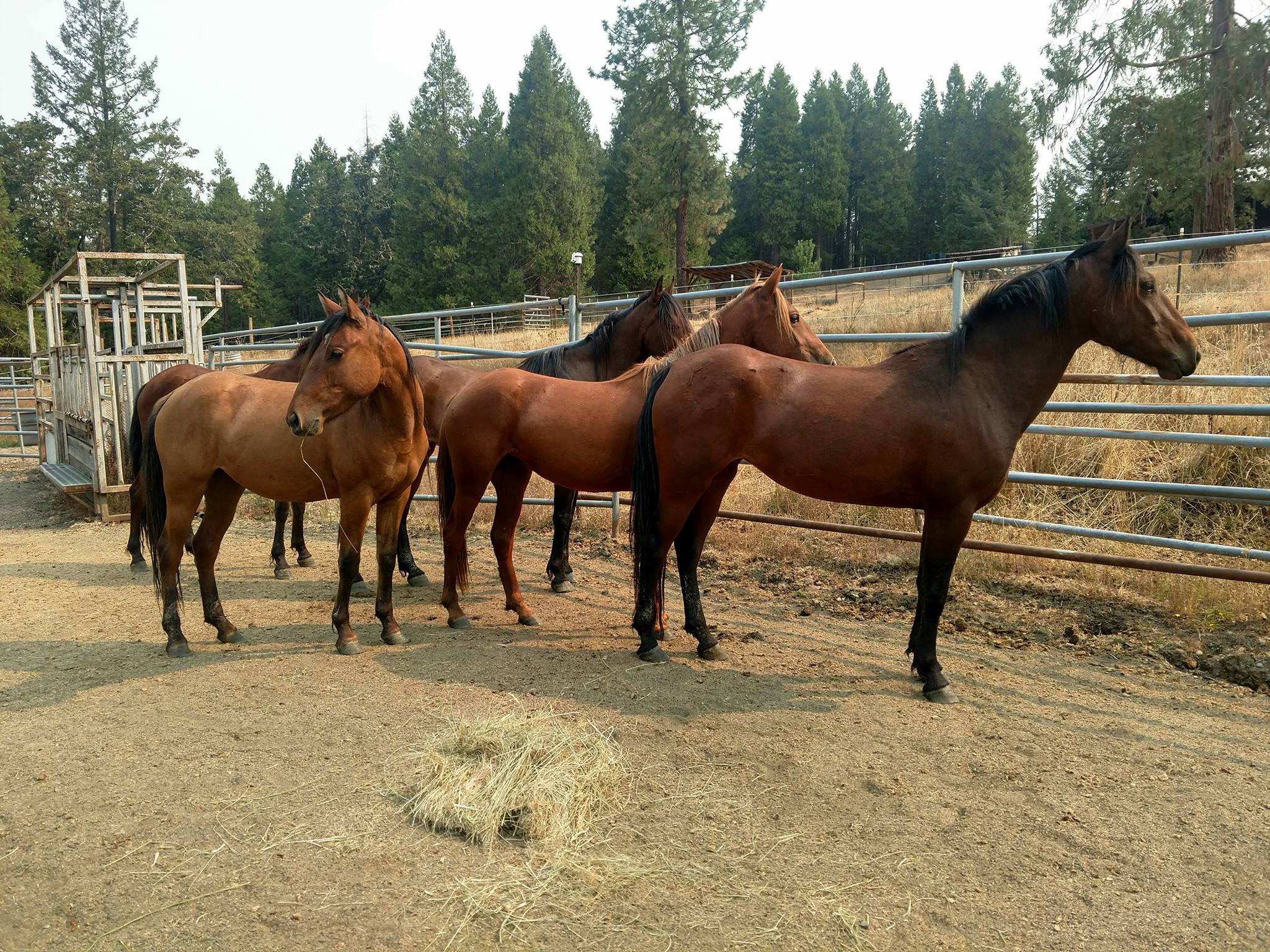 Horse Rescue Archives - Front Range Equine Rescue