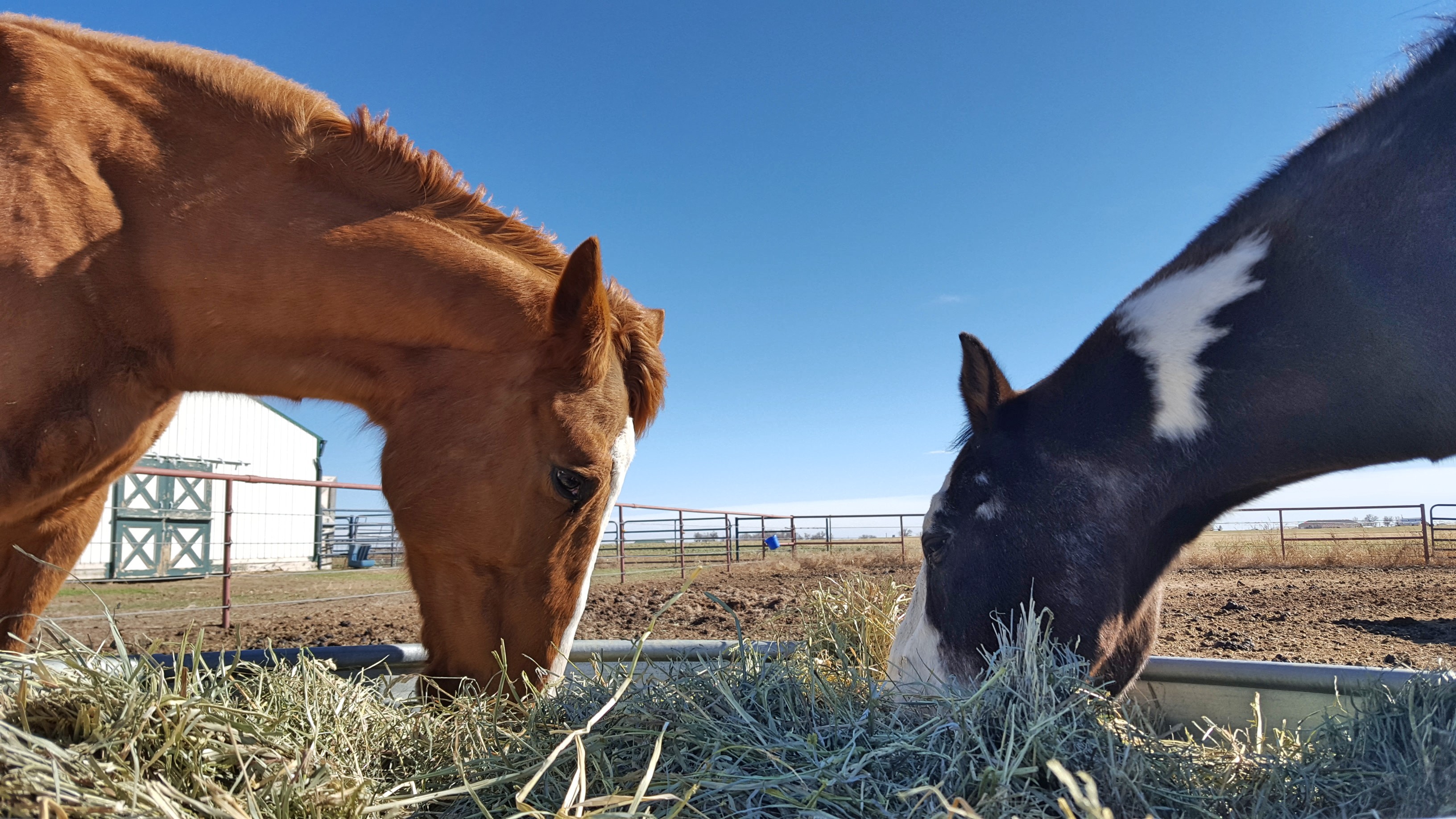 Horse Rescue Archives - Front Range Equine Rescue