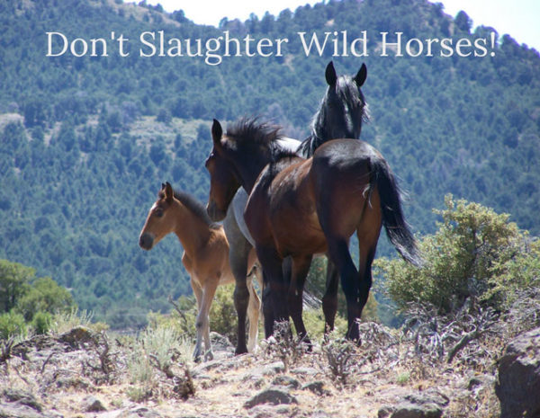 New Sale Policy Puts Wild Horses at Risk of Slaughter - Front Range ...