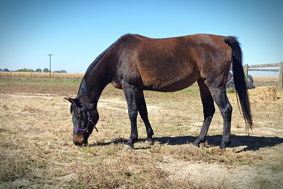 Case Histories - Front Range Equine Rescue