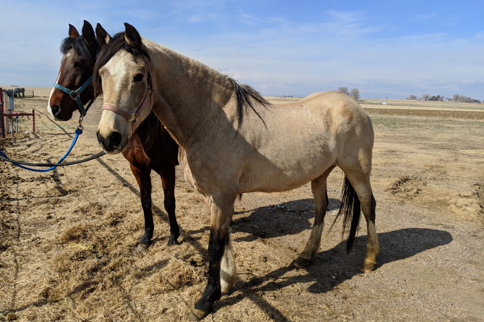Case Histories - Front Range Equine Rescue