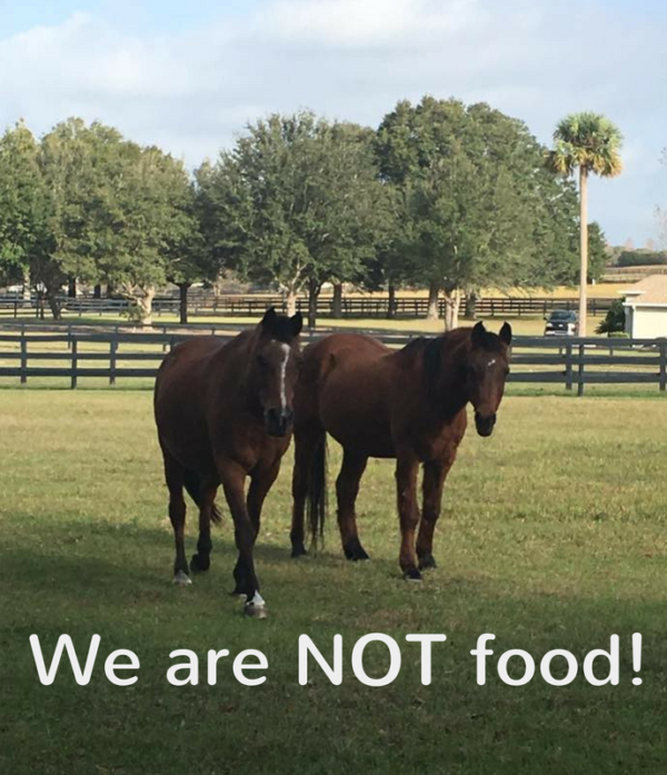 Horse Slaughter Legislation Update - Front Range Equine Rescue