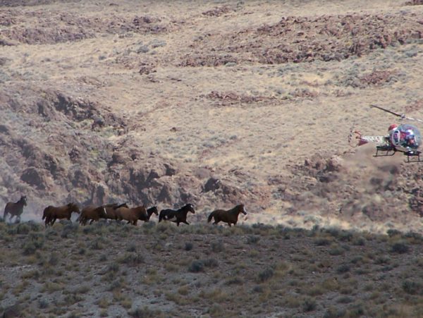 Horse Rescue Archives - Front Range Equine Rescue