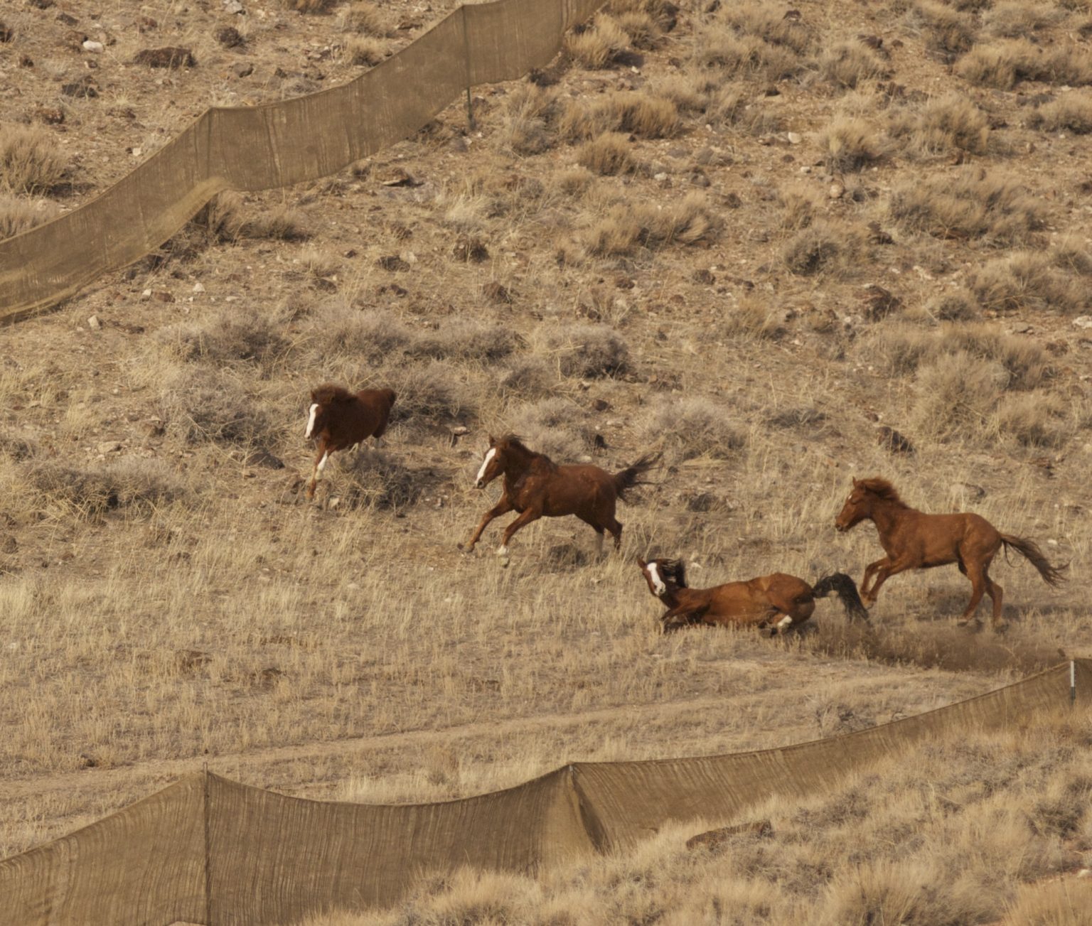 Massive Roundup of WY Wild Horses - Front Range Equine Rescue