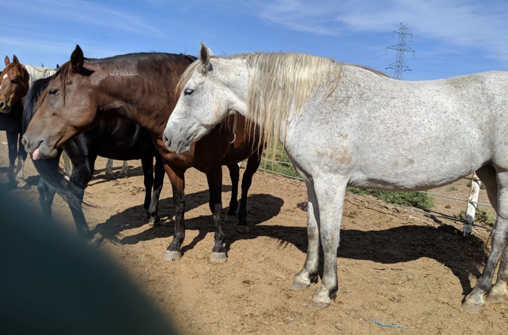 Wild Horses Slaughtered Via Bureau of Land Management Program - Front ...