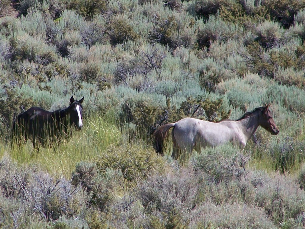 More Wild Horse & Burro Roundups - Front Range Equine Rescue