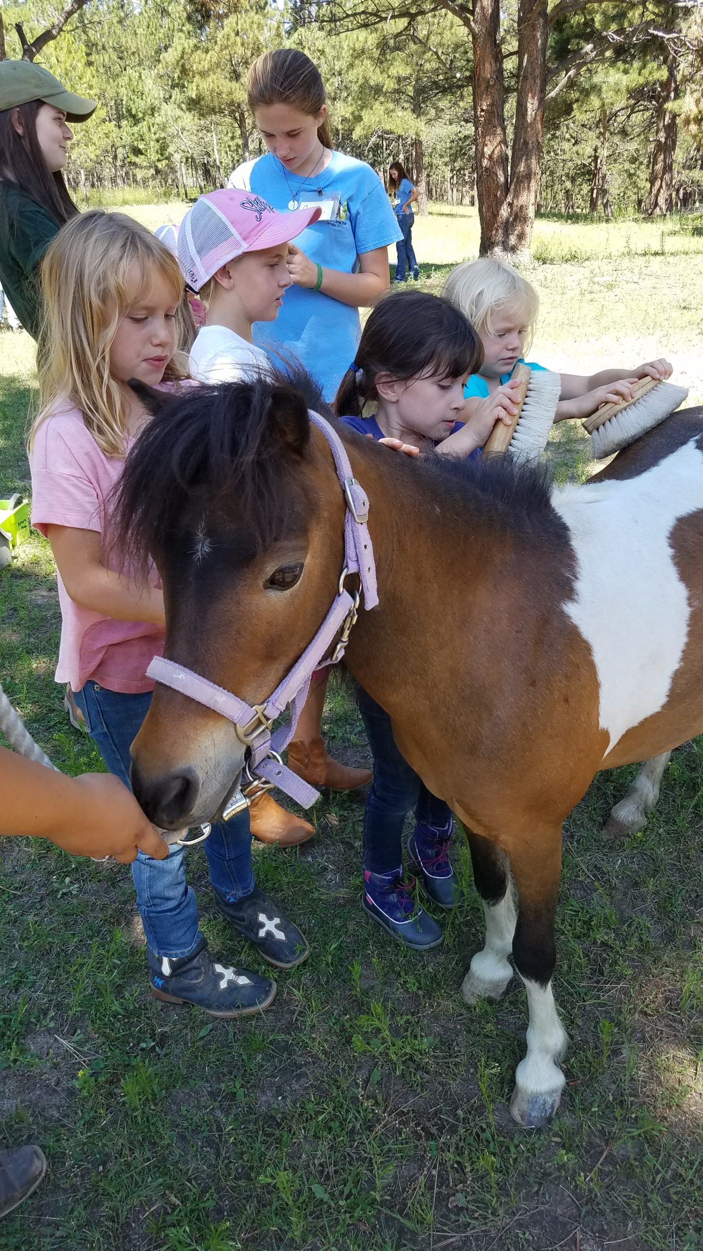 Events and Clinics - Front Range Equine Rescue