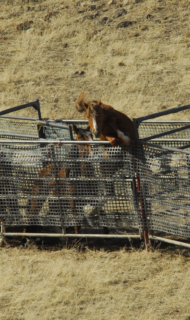 Wild Horse Roundups Continue - Front Range Equine Rescue