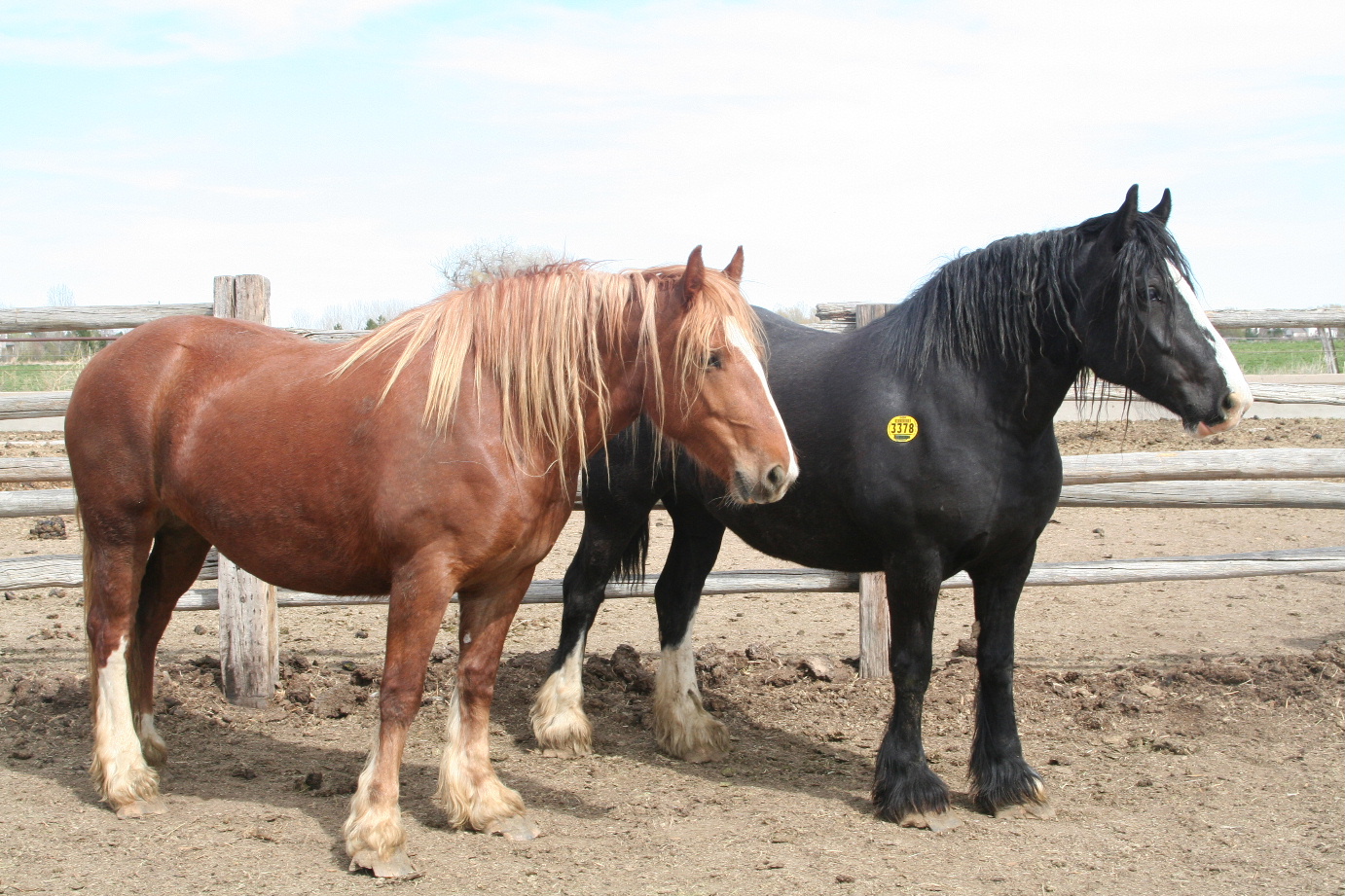 Front Range Equine Rescue - Horse Rescue Organization