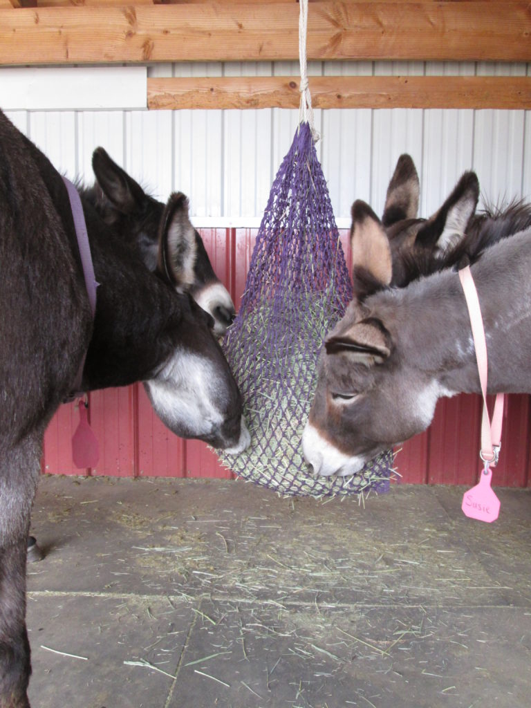 Wild Burros Suffer During Massive Roundups - Front Range Equine Rescue