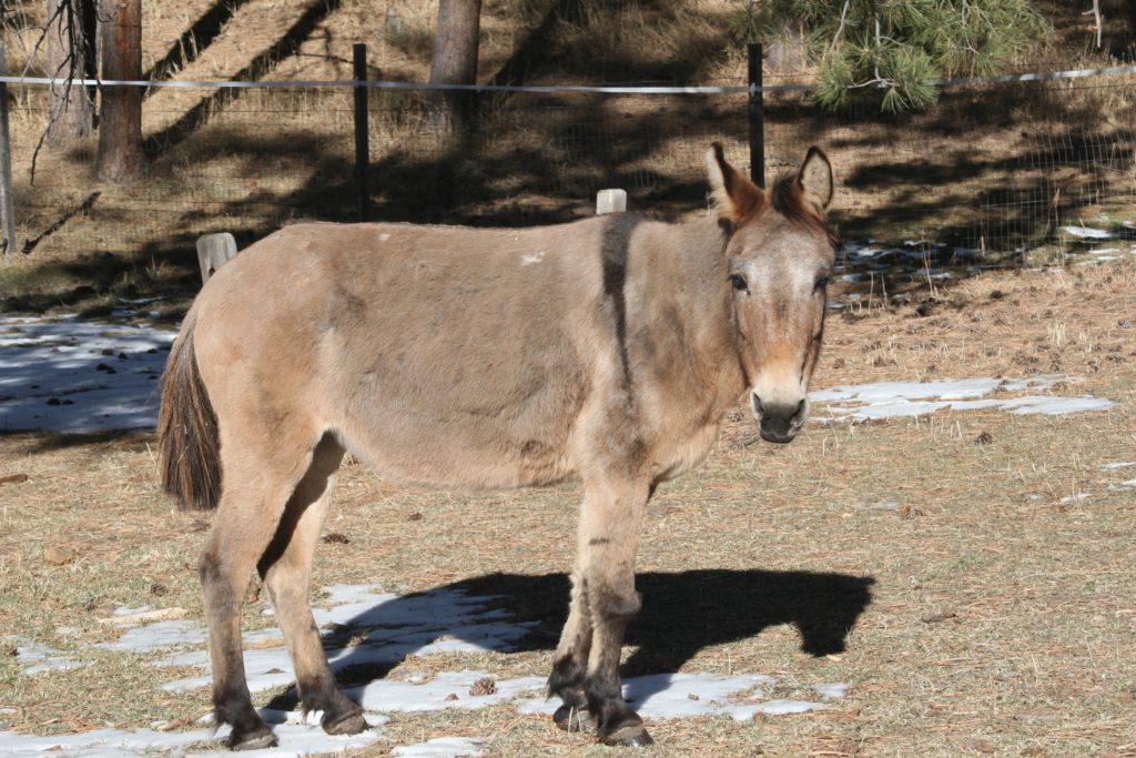 Wild Burros Suffer Injury and Death Due to Roundup - Front Range Equine ...