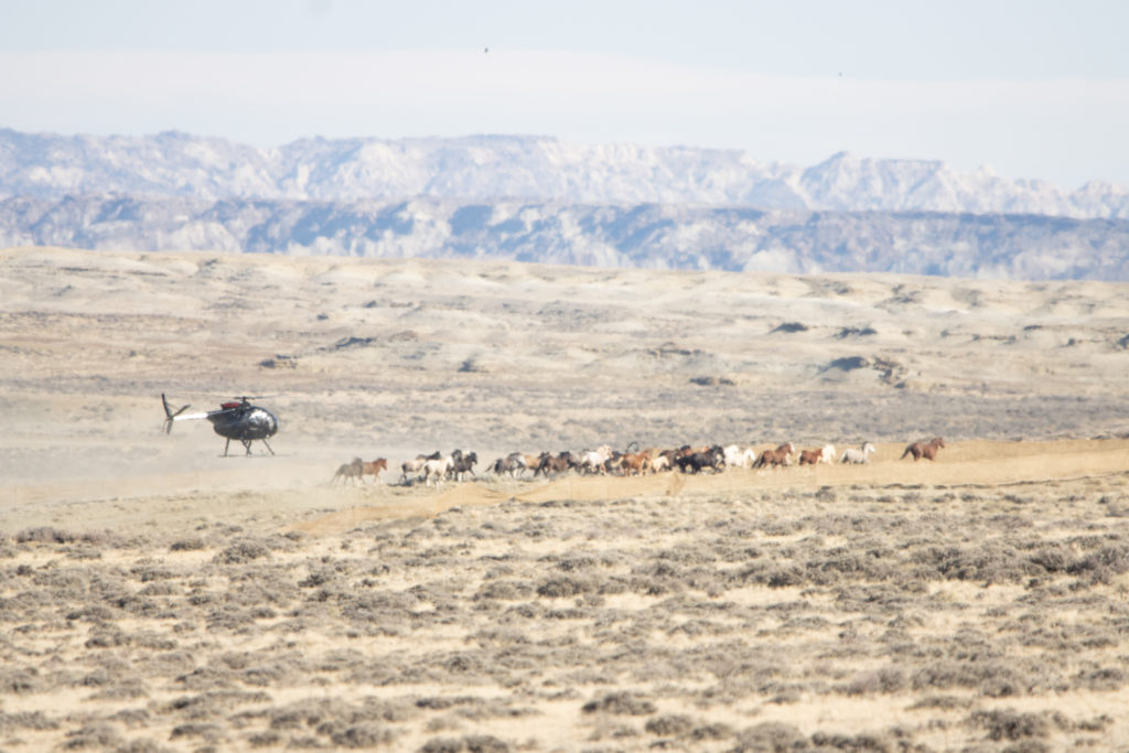 Roundup Onslaught Against Wild Horses & Burros - Front Range Equine Rescue