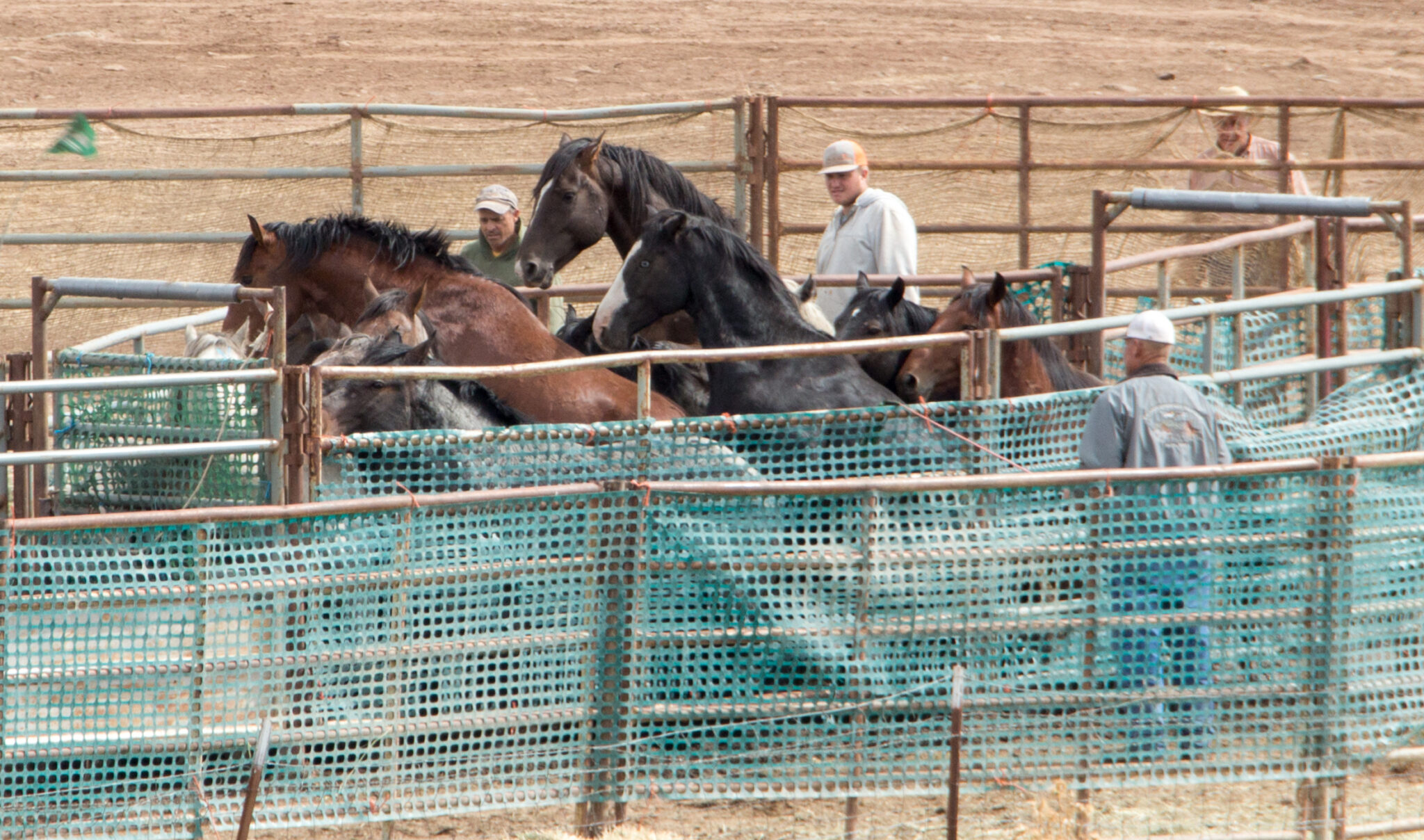 Save the Wild Horses Archives - Front Range Equine Rescue