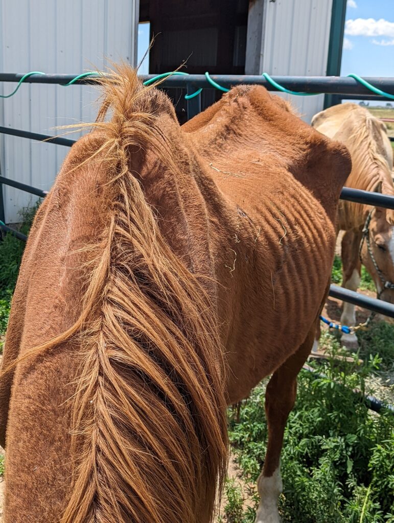 Horse Slaughter Must End Now - Front Range Equine Rescue