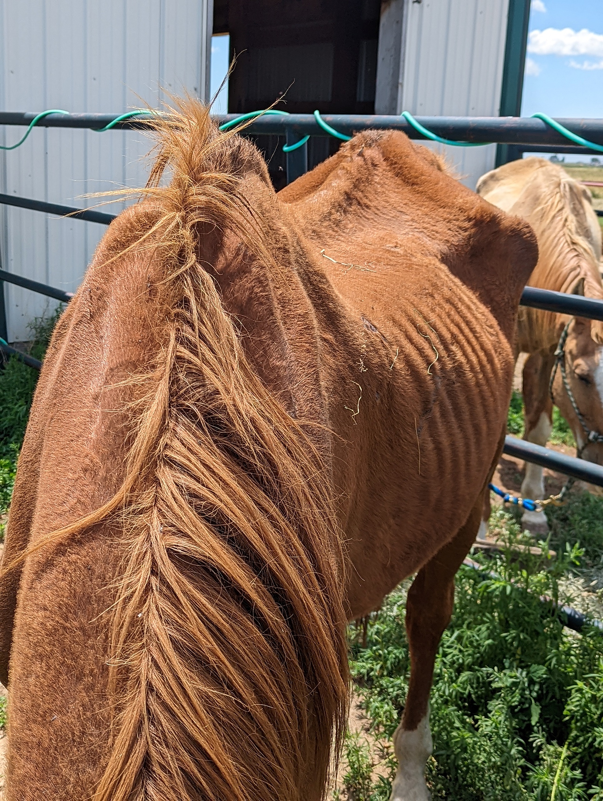 Horse Slaughter Must End Now - Front Range Equine Rescue