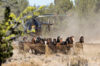 Save the Wild Horses Archives - Front Range Equine Rescue