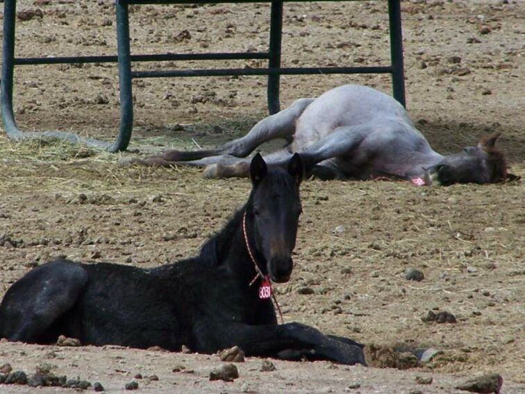 Wild Horse Deaths Continue in FY24 Roundups - Front Range Equine Rescue