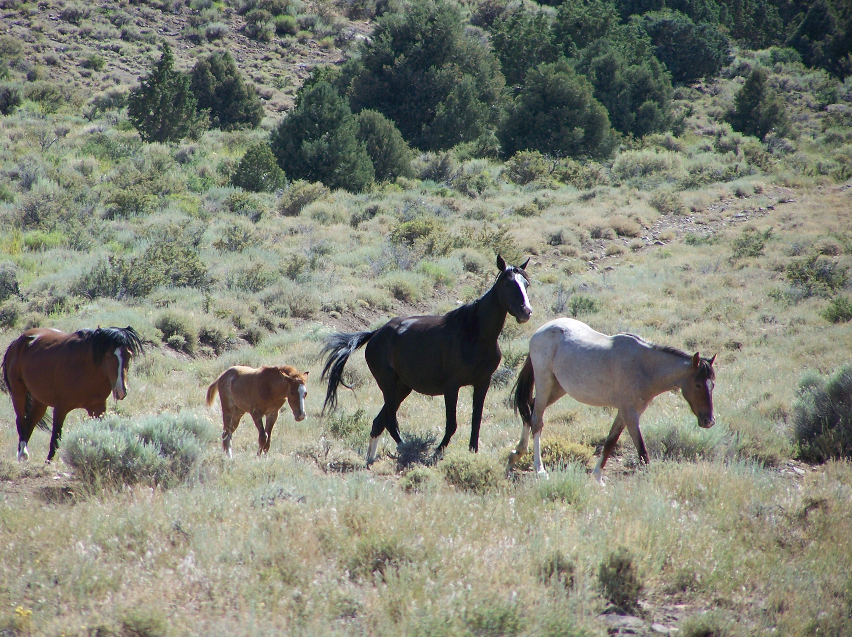 Winter Roundups & Dead Foals - Front Range Equine Rescue