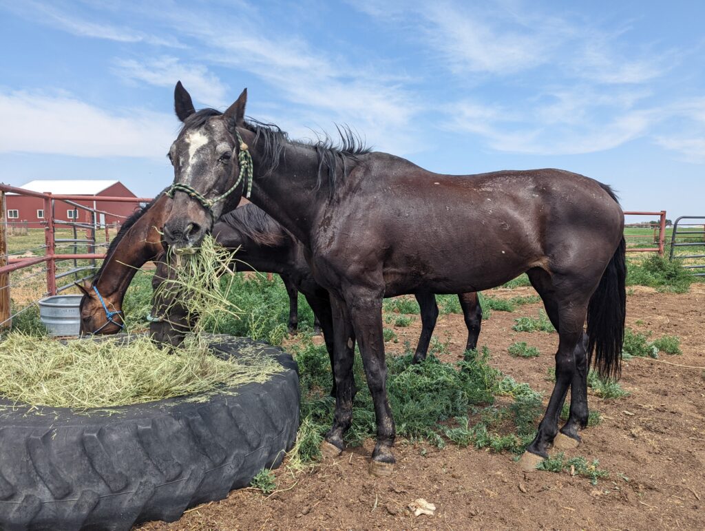 Amelia - Colorado Rescue Horse Success Story - Front Range Equine Rescue