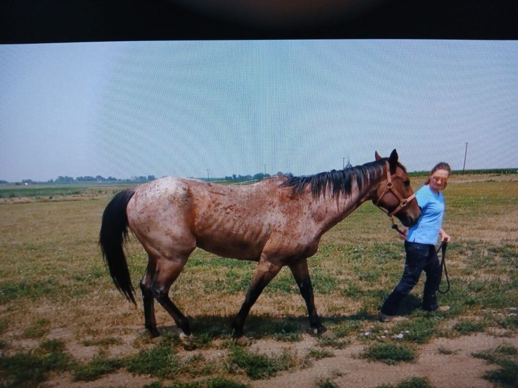 Harrison - Colorado Rescue Horse Success Story - Front Range Equine Rescue