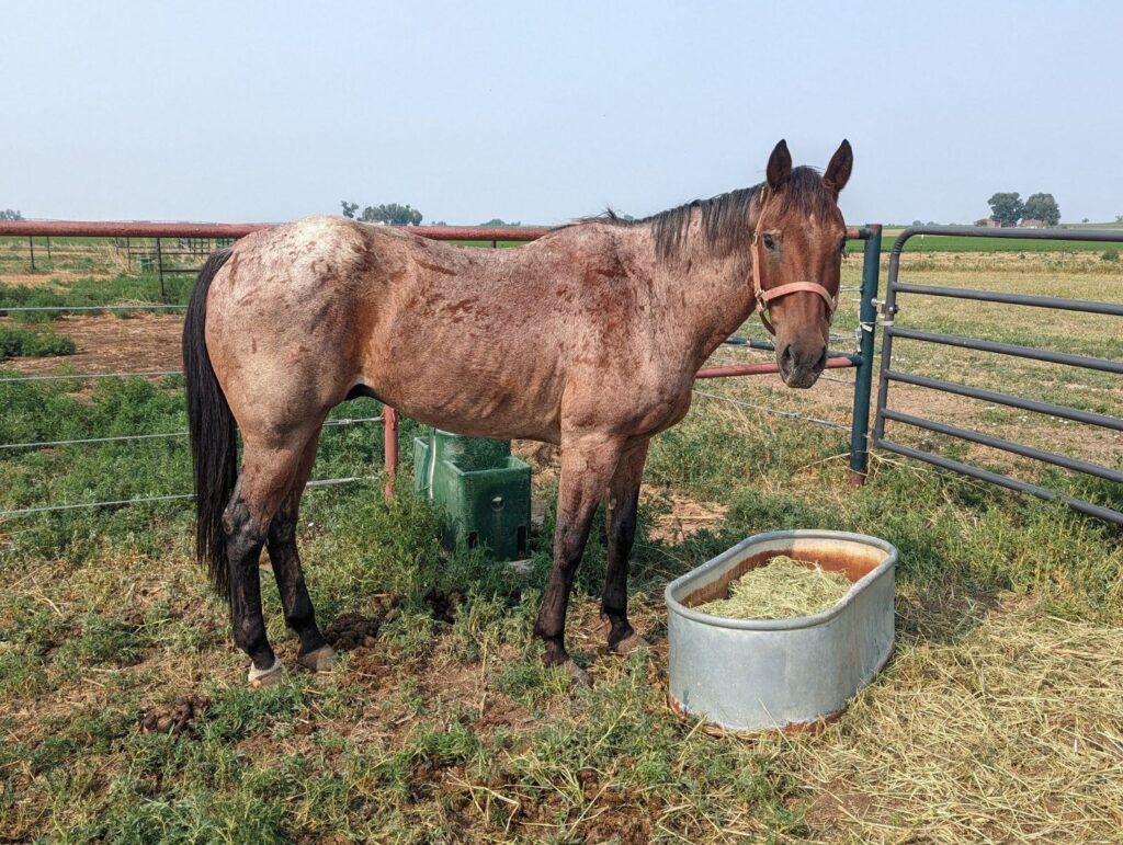 Harrison - Colorado Rescue Horse Success Story - Front Range Equine Rescue