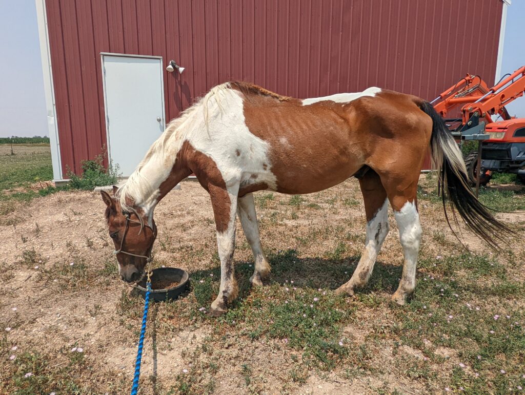 Scottie - Colorado Rescue Horse Retired - Front Range Equine Rescue