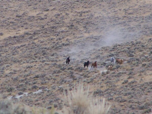 Save the Wild Horses Archives - Front Range Equine Rescue