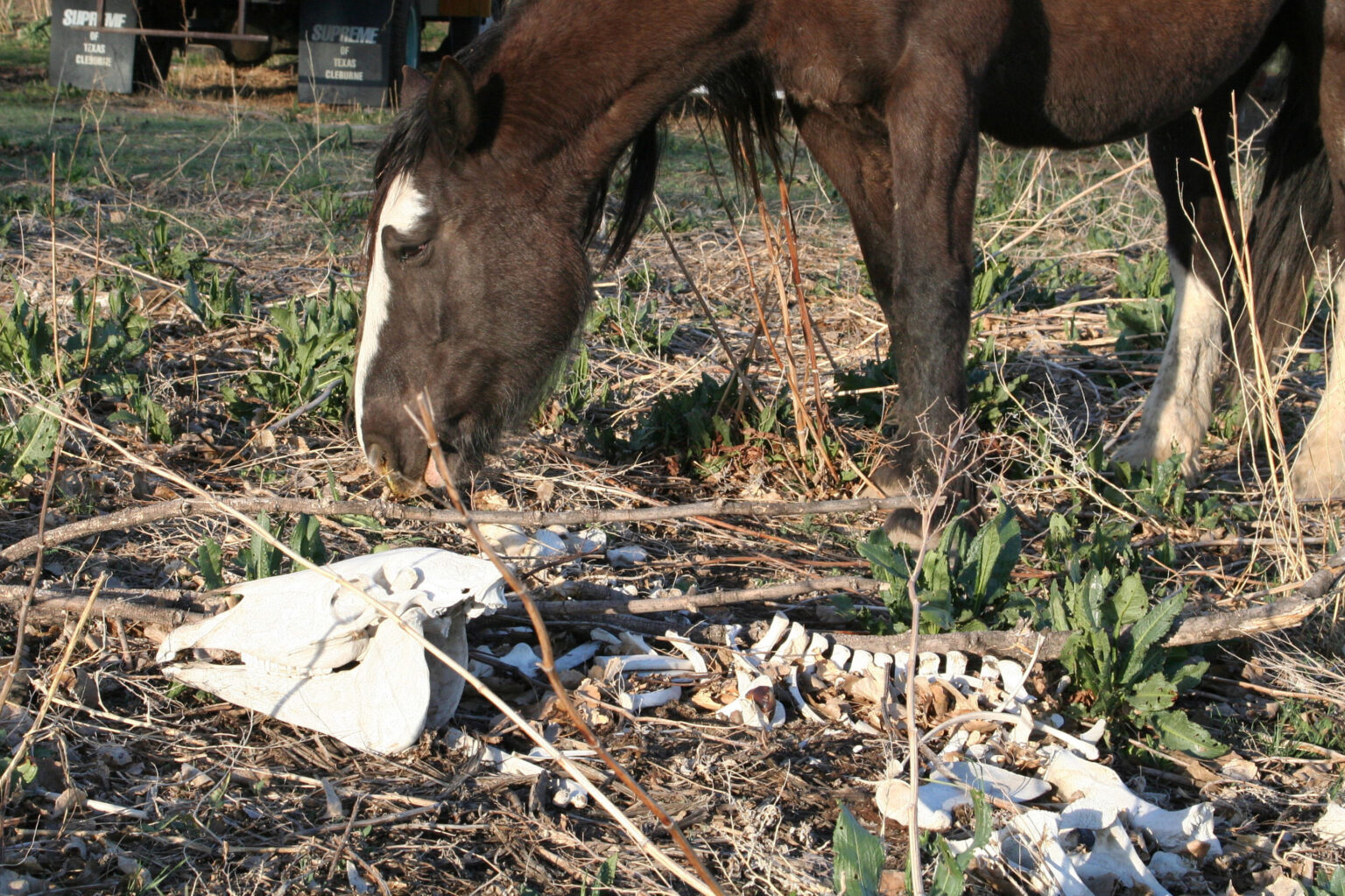 Take Action to End Horse Slaughter - Front Range Equine Rescue