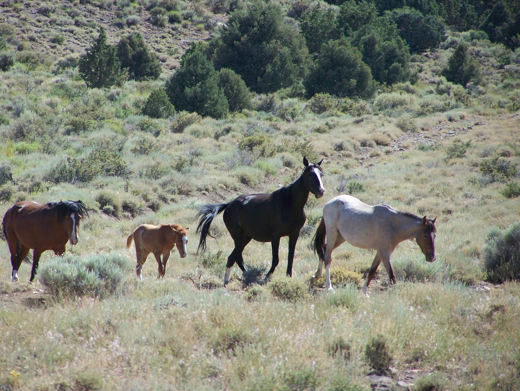 Good News for Wild Horses & Burros - Front Range Equine Rescue