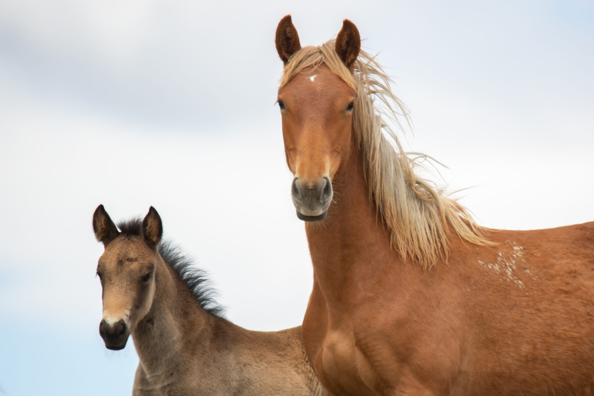 Front Range Equine Rescue - Horse Rescue Organization