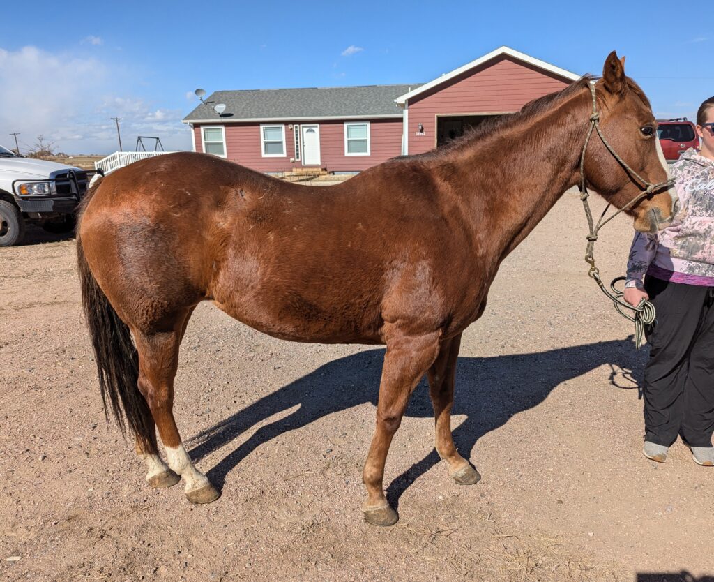 Georgina - Colorado Rescue Horse In Assessment - Front Range Equine Rescue