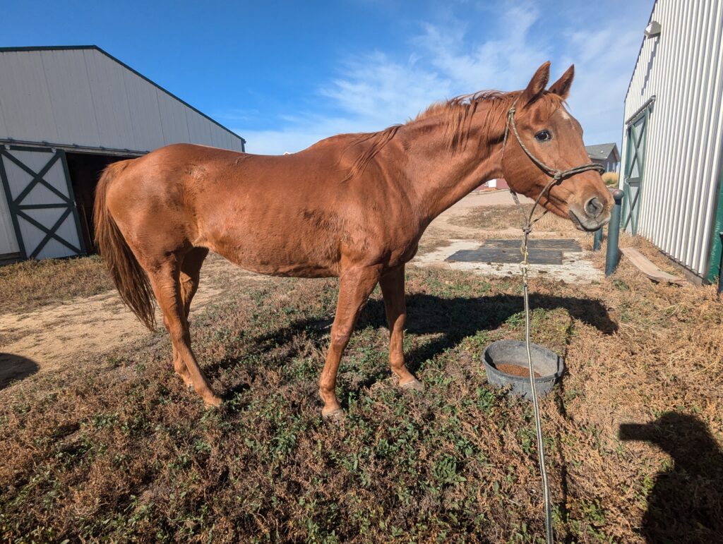 Piper - Colorado Rescue Horse In Assessment - Front Range Equine Rescue