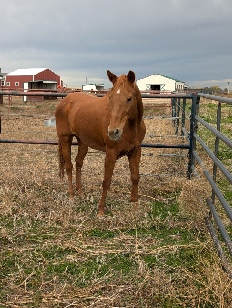 Piper - Colorado Rescue Horse In Assessment - Front Range Equine Rescue